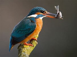 Algemene Inligting - Wegbreek Wildsboerdery